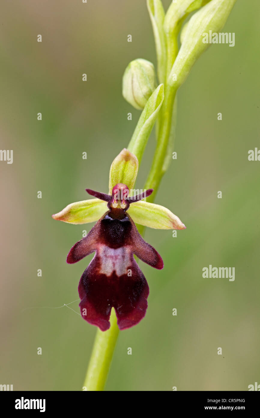 Fly orchid (Ophrys insectifera), Thuringia, Germany, Europe Stock Photo ...