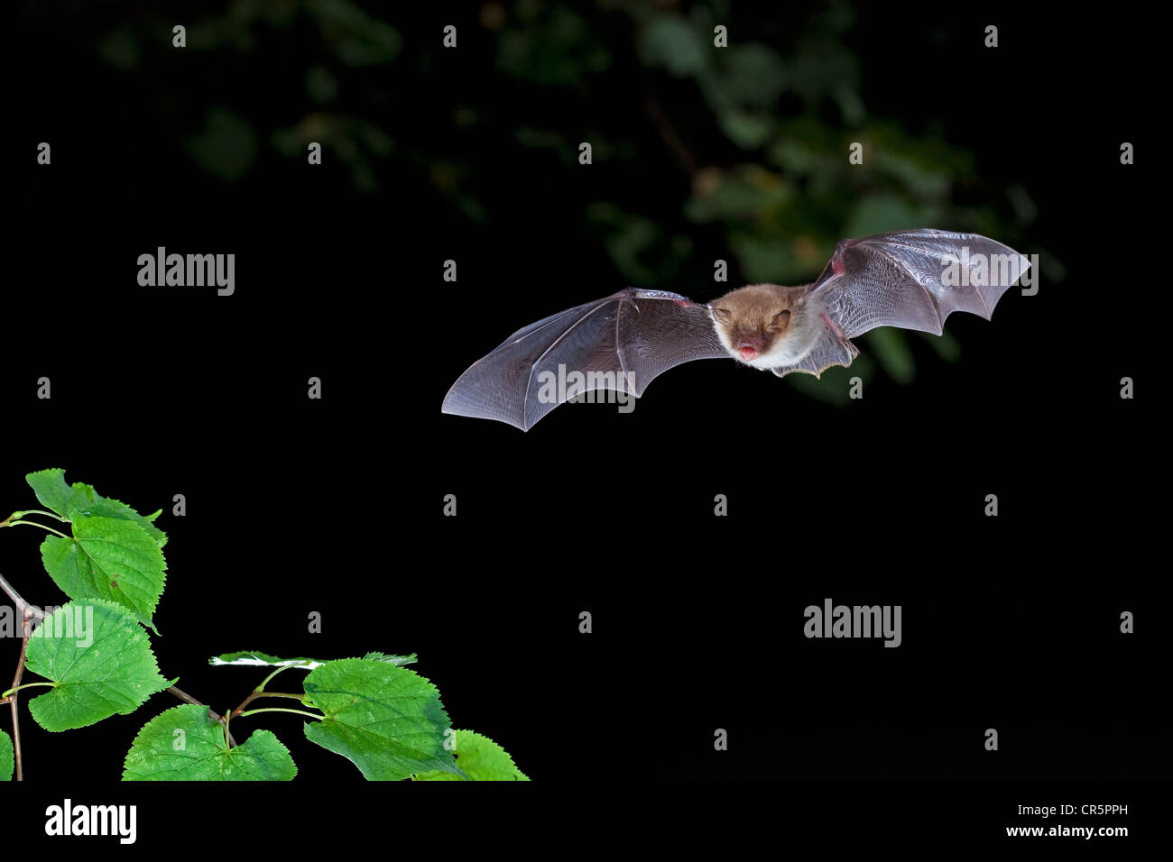 Natterer's bat (Myotis nattereri) in flight, Thuringia, Germany, Europe ...