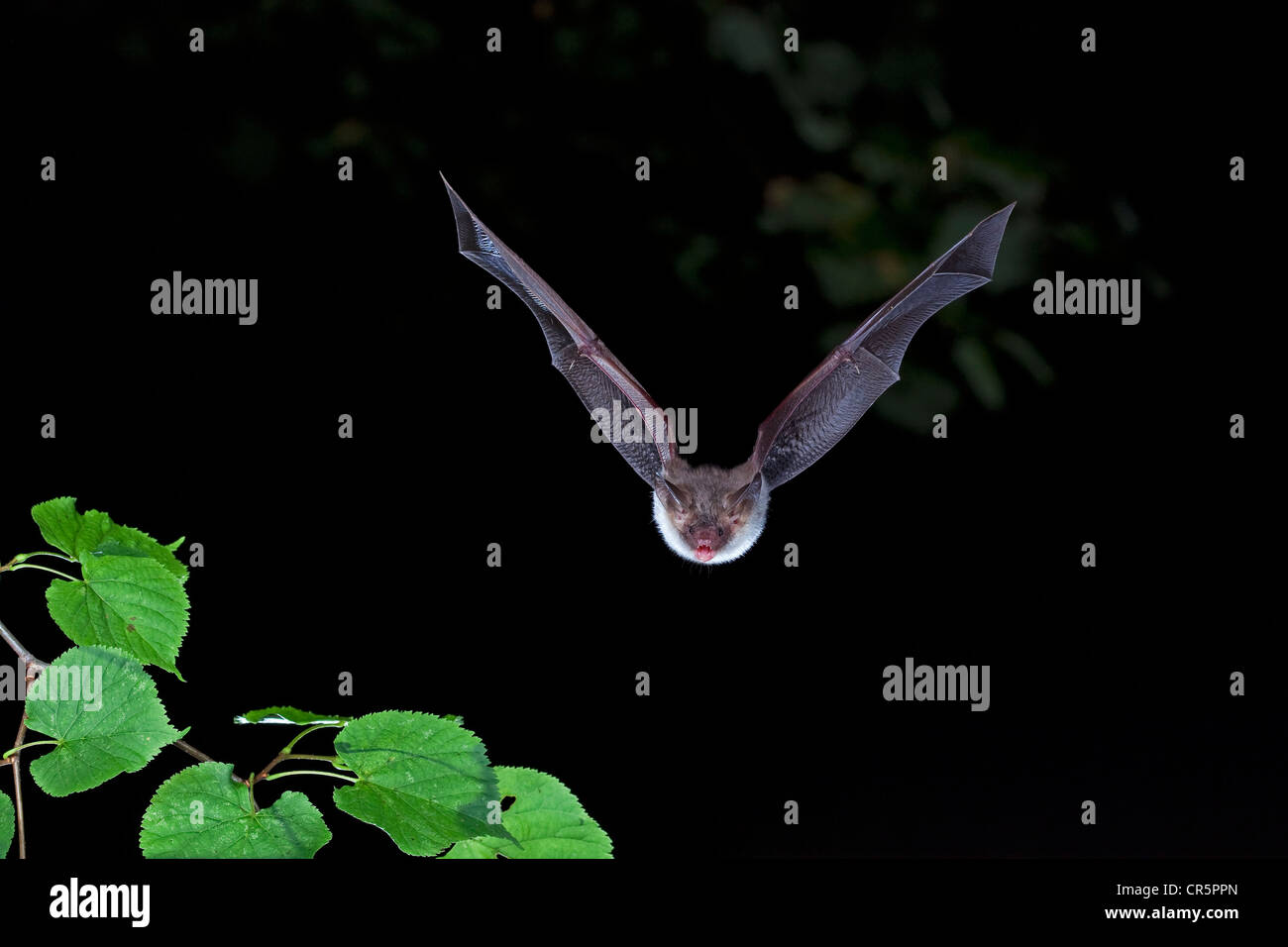 Bechstein's bat (Myotis bechsteinii) in flight, Thuringia, Germany ...
