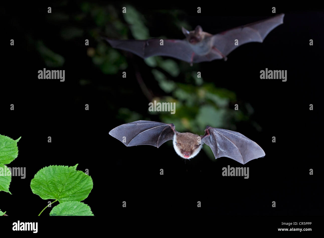 Natterer's bat (Myotis nattereri) in flight, Thuringia, Germany, Europe ...