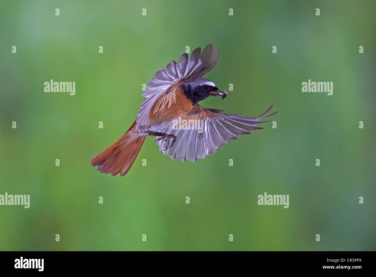 Flies food hi-res stock photography and images - Alamy