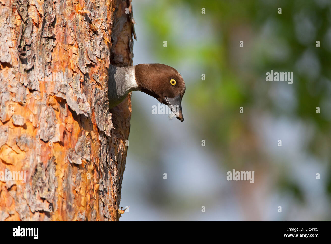 Bucephala clangula nest hi-res stock photography and images - Alamy