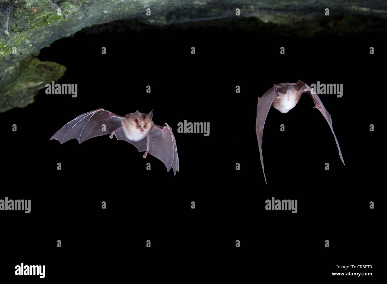 Mehelys horseshoe bat hi-res stock photography and images - Alamy