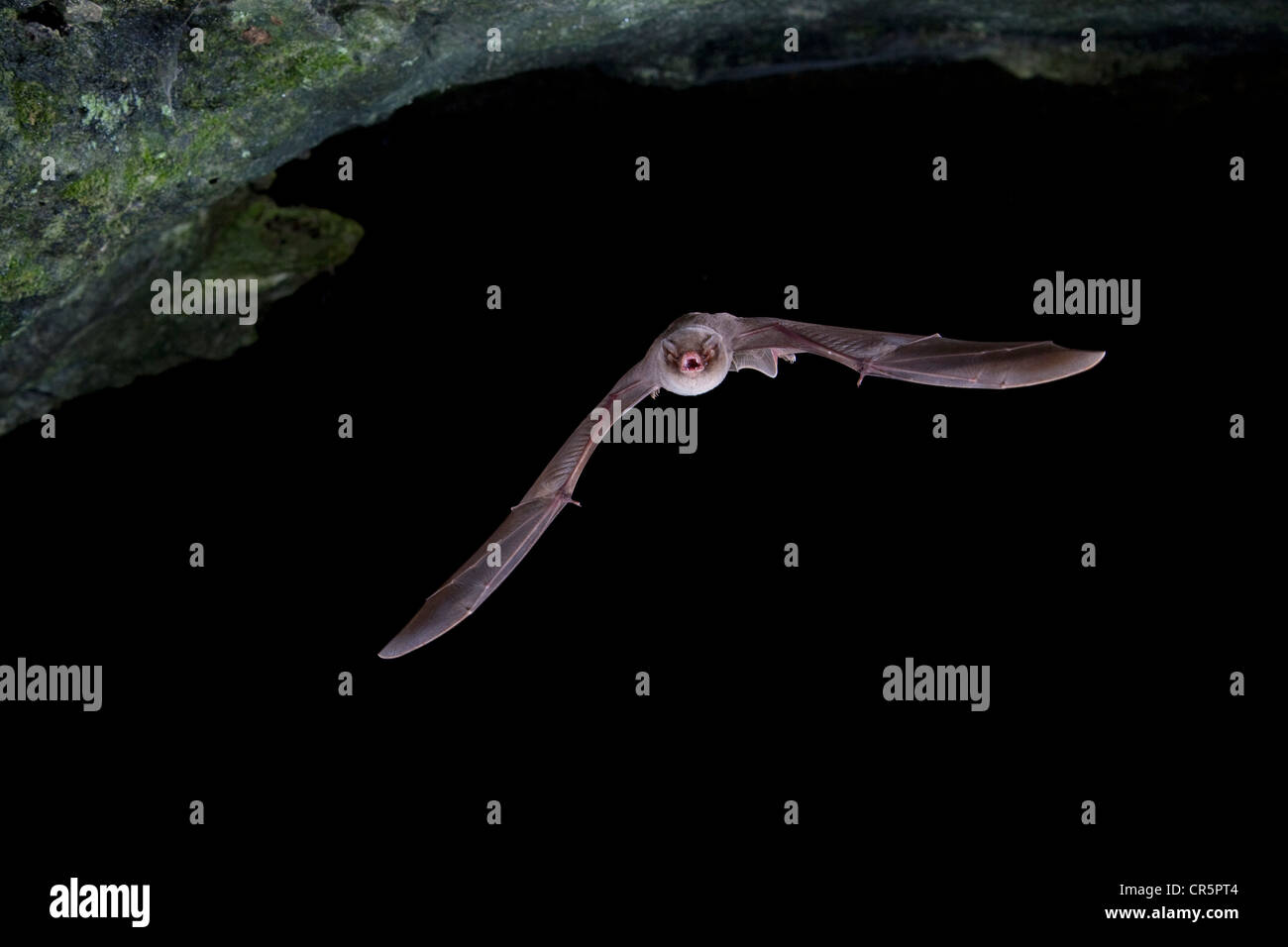 Common bent-wing bat (Miniopterus schreibersii) in flight, Sardinia ...