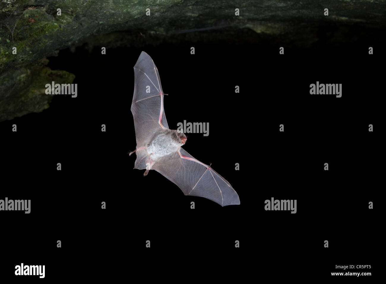 Long-fingered bat (Myotis capaccinii) in flight, Sardinia island, Italy ...