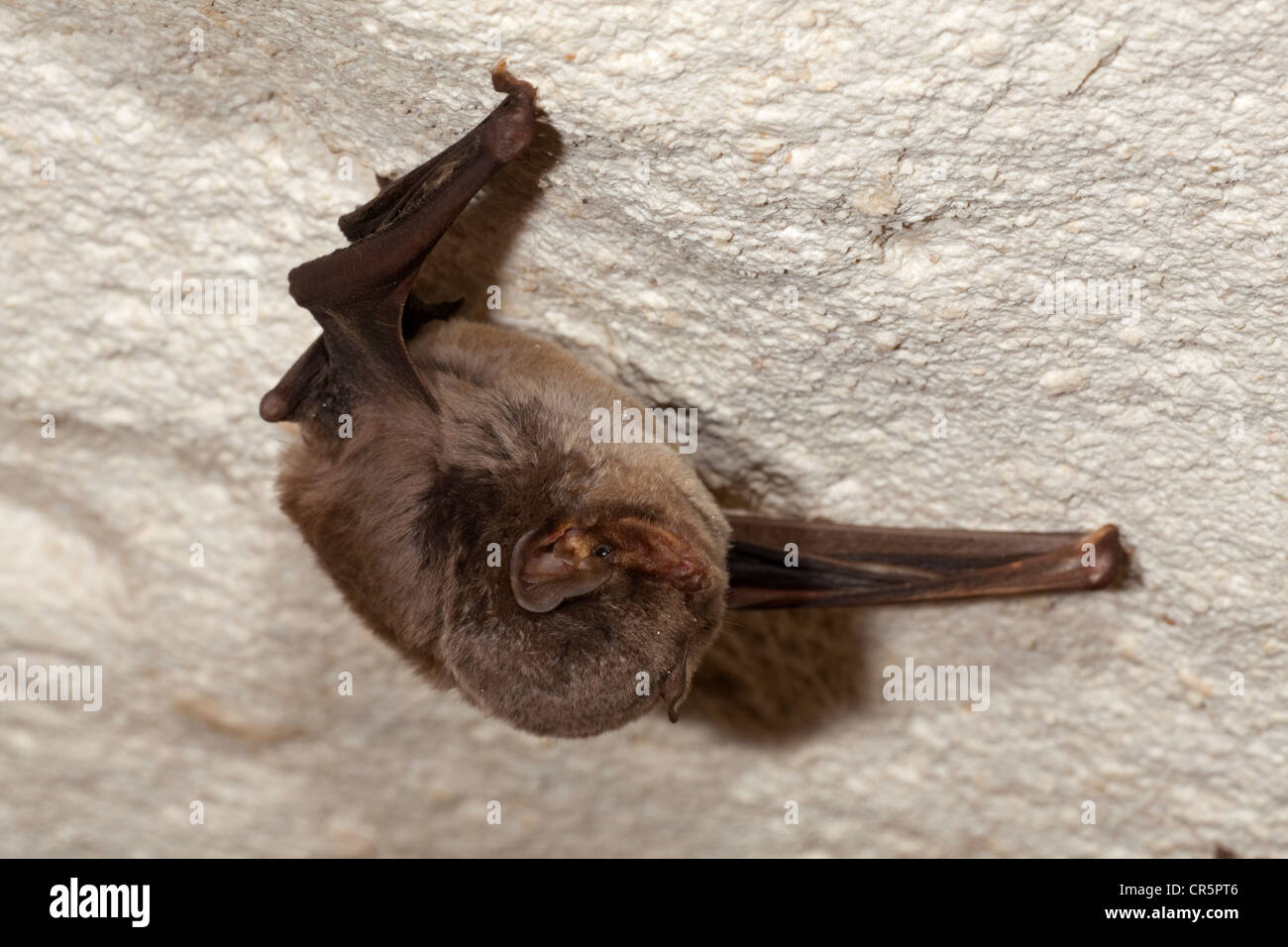 Wing of a bat hi-res stock photography and images - Alamy