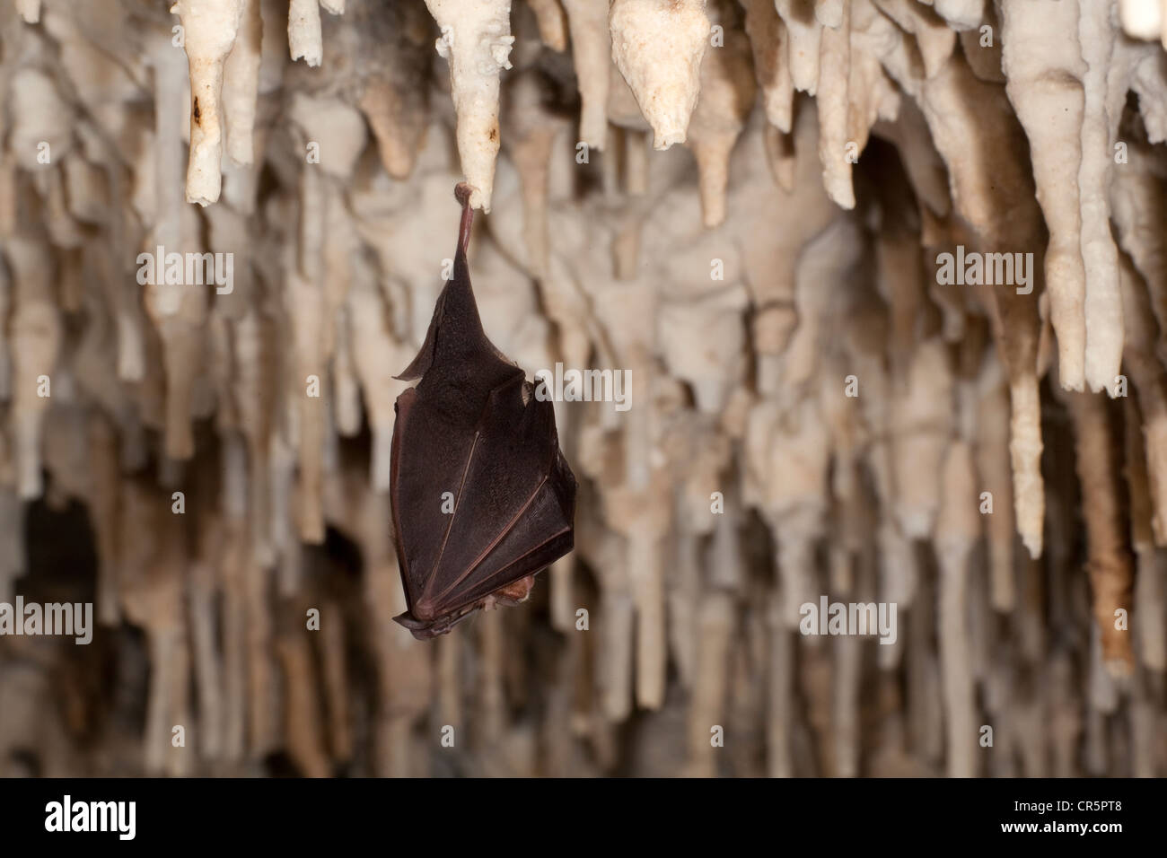 Bat cave hanging hi-res stock photography and images - Alamy