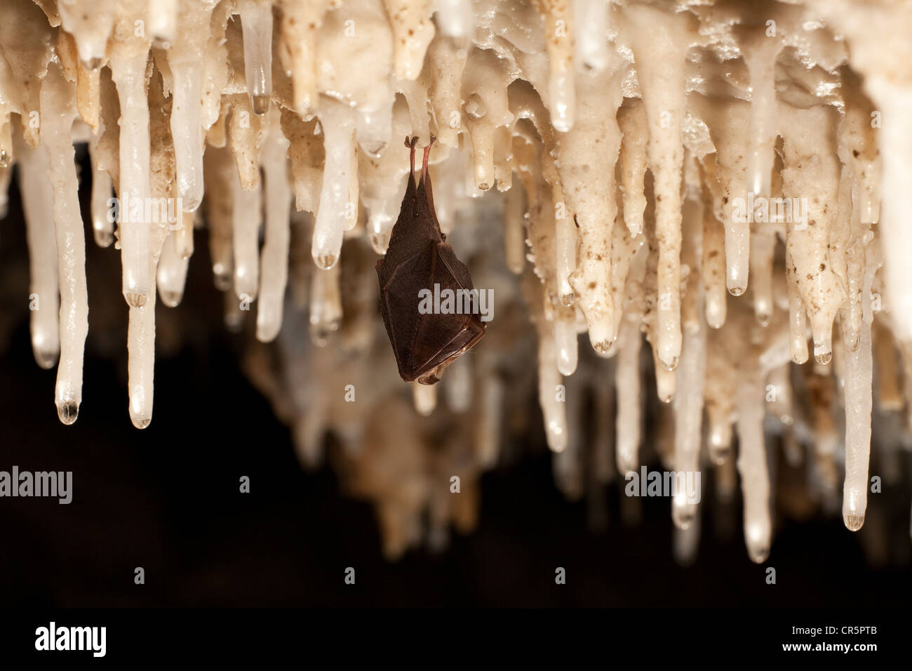 Lesser horseshoe bat (Rhinolophus hipposideros) hanging on a stalactite ...