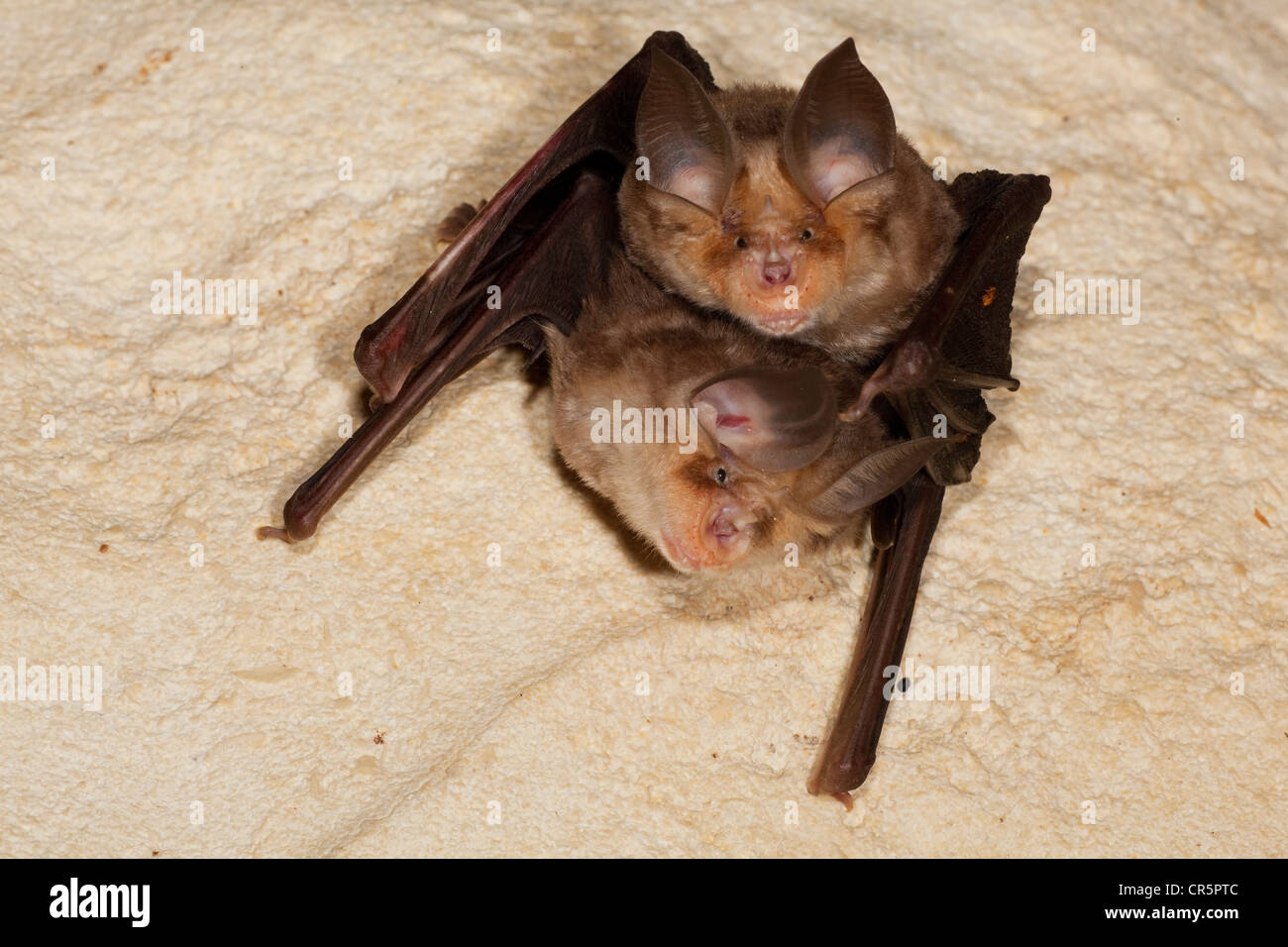 Southern horseshoe worm hi-res stock photography and images - Alamy