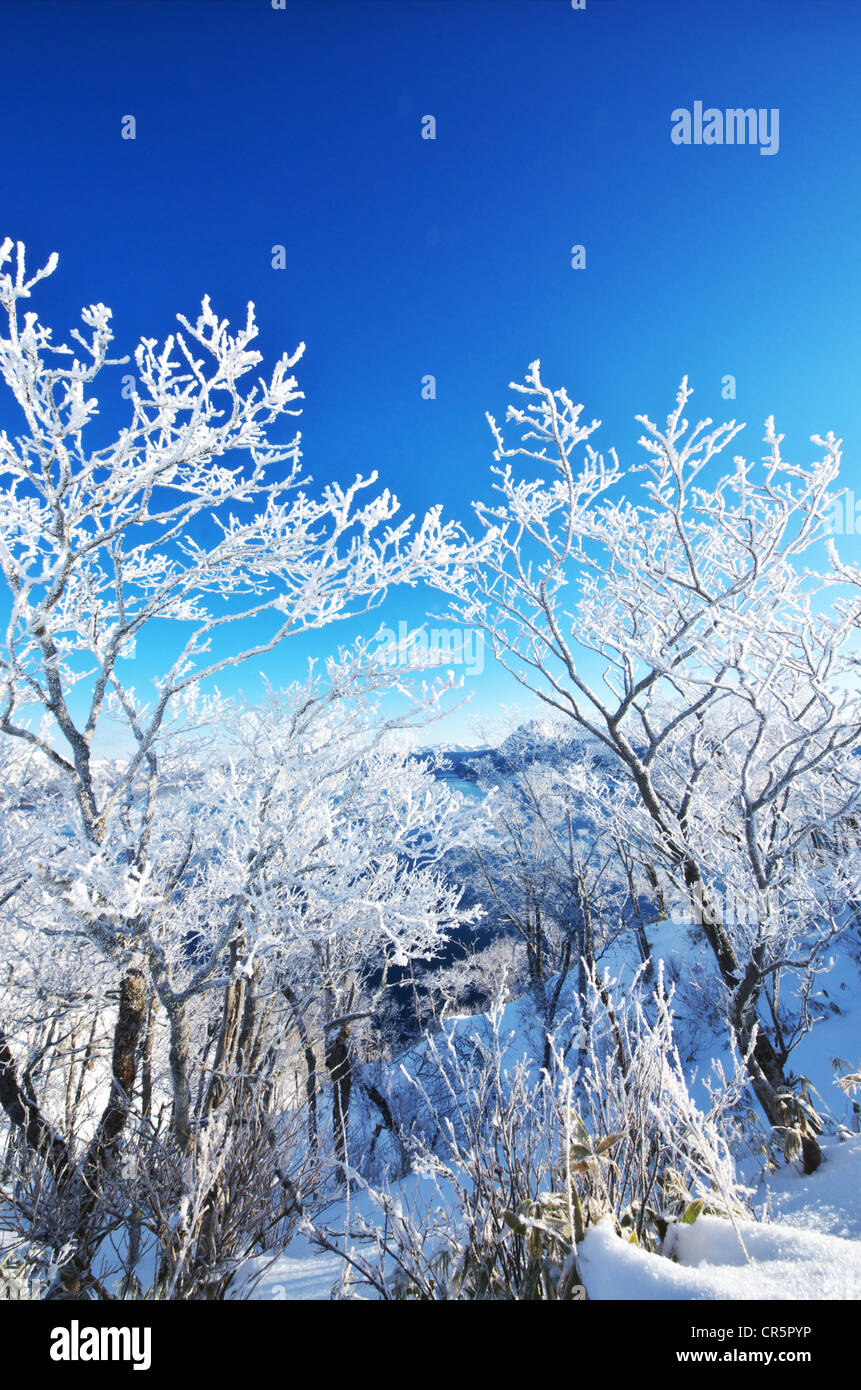 Frosty Trees In Winter Stock Photo - Alamy