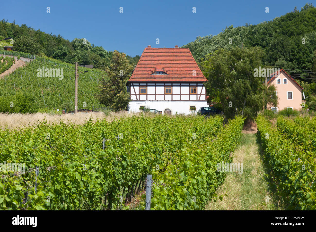 Talkenberger Hof inn with vineyard, Coswig, Saxon Elbe Region, Saxony ...
