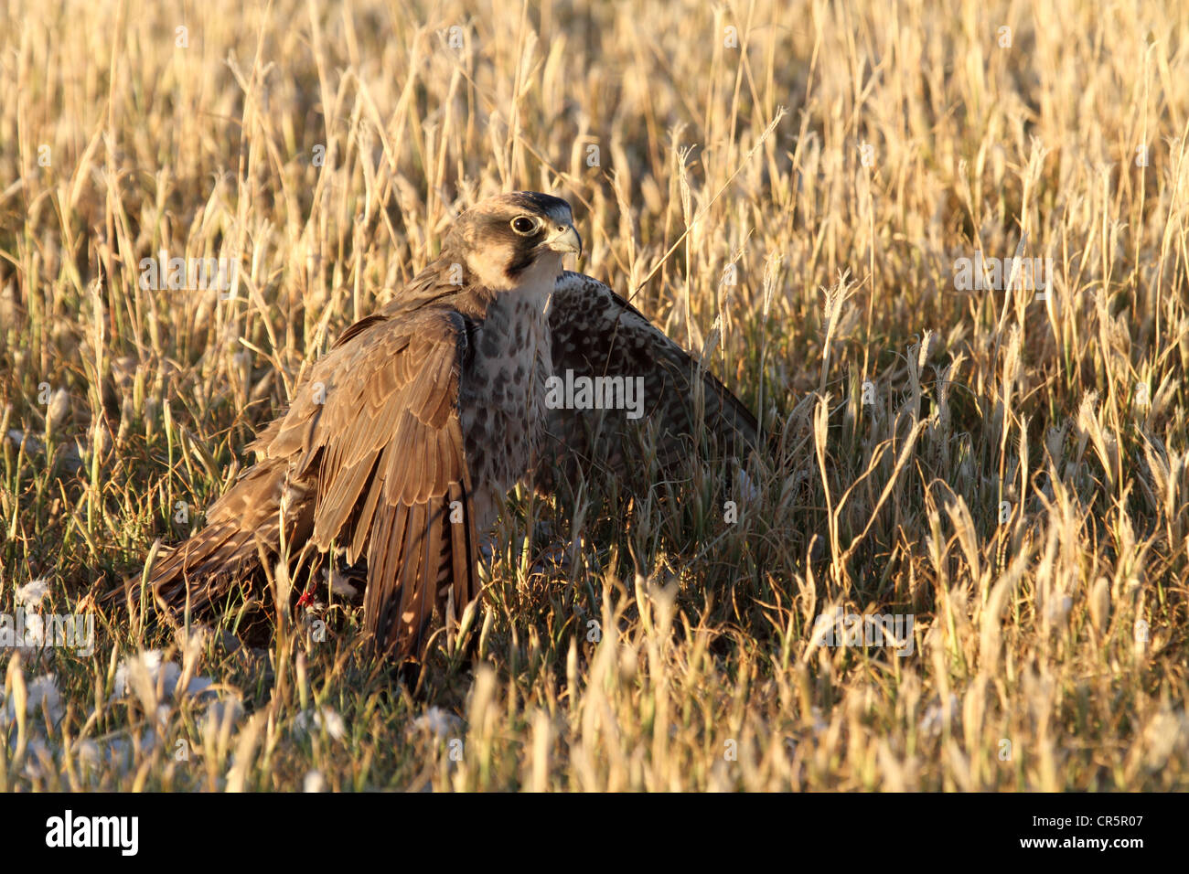 Mantling hi-res stock photography and images - Alamy