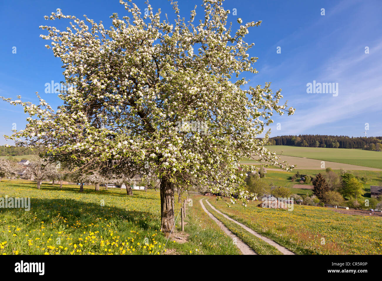Apple tree flow hi-res stock photography and images - Alamy