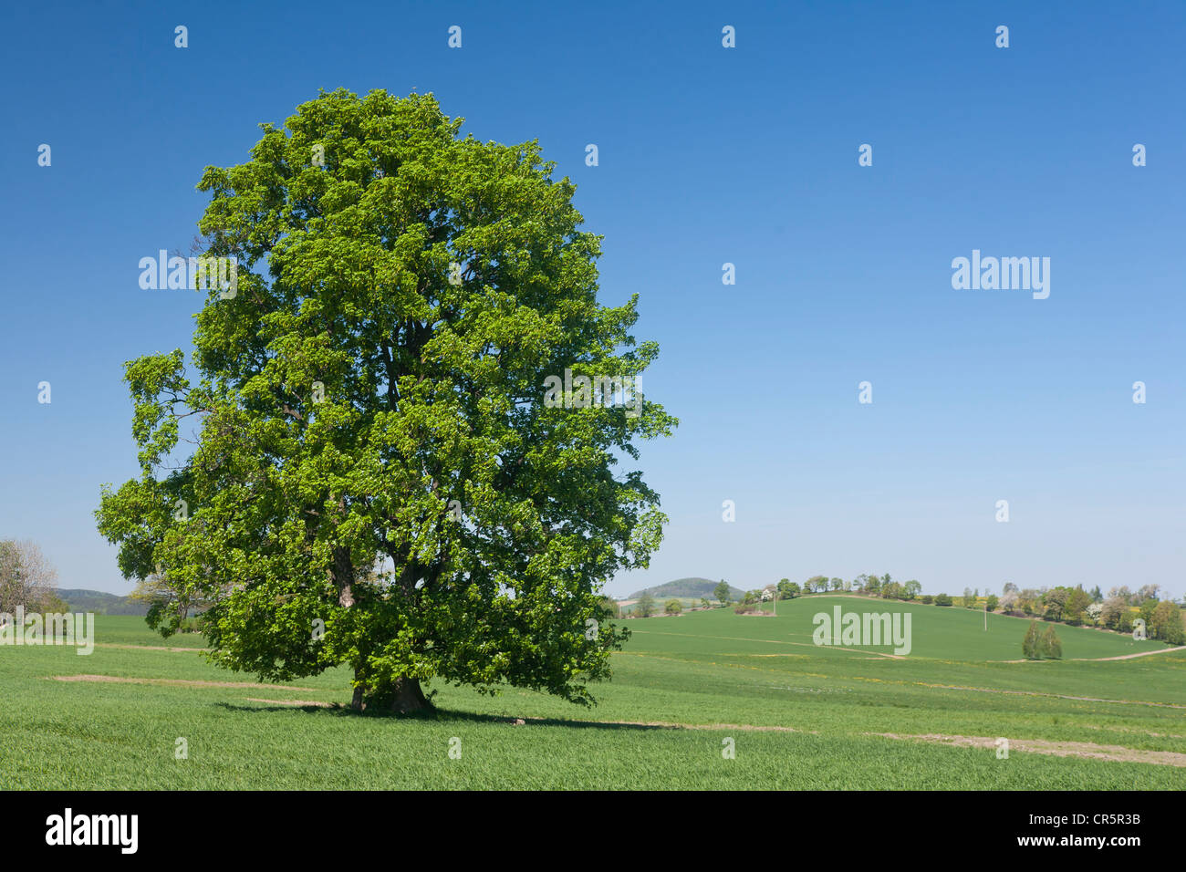 Field maple tree hi-res stock photography and images - Alamy