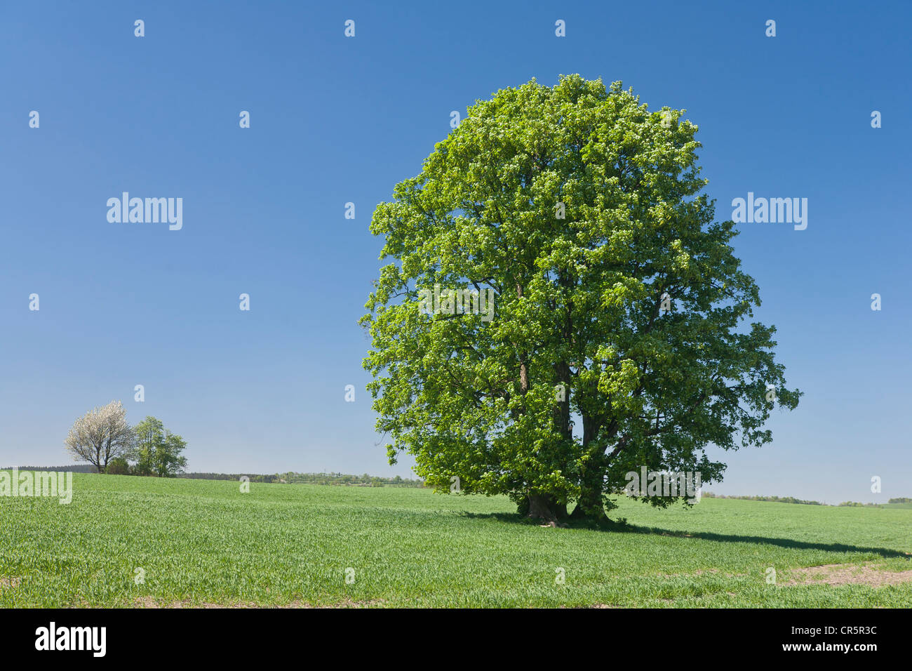 Field Maple Tree High Resolution Stock Photography and Images - Alamy