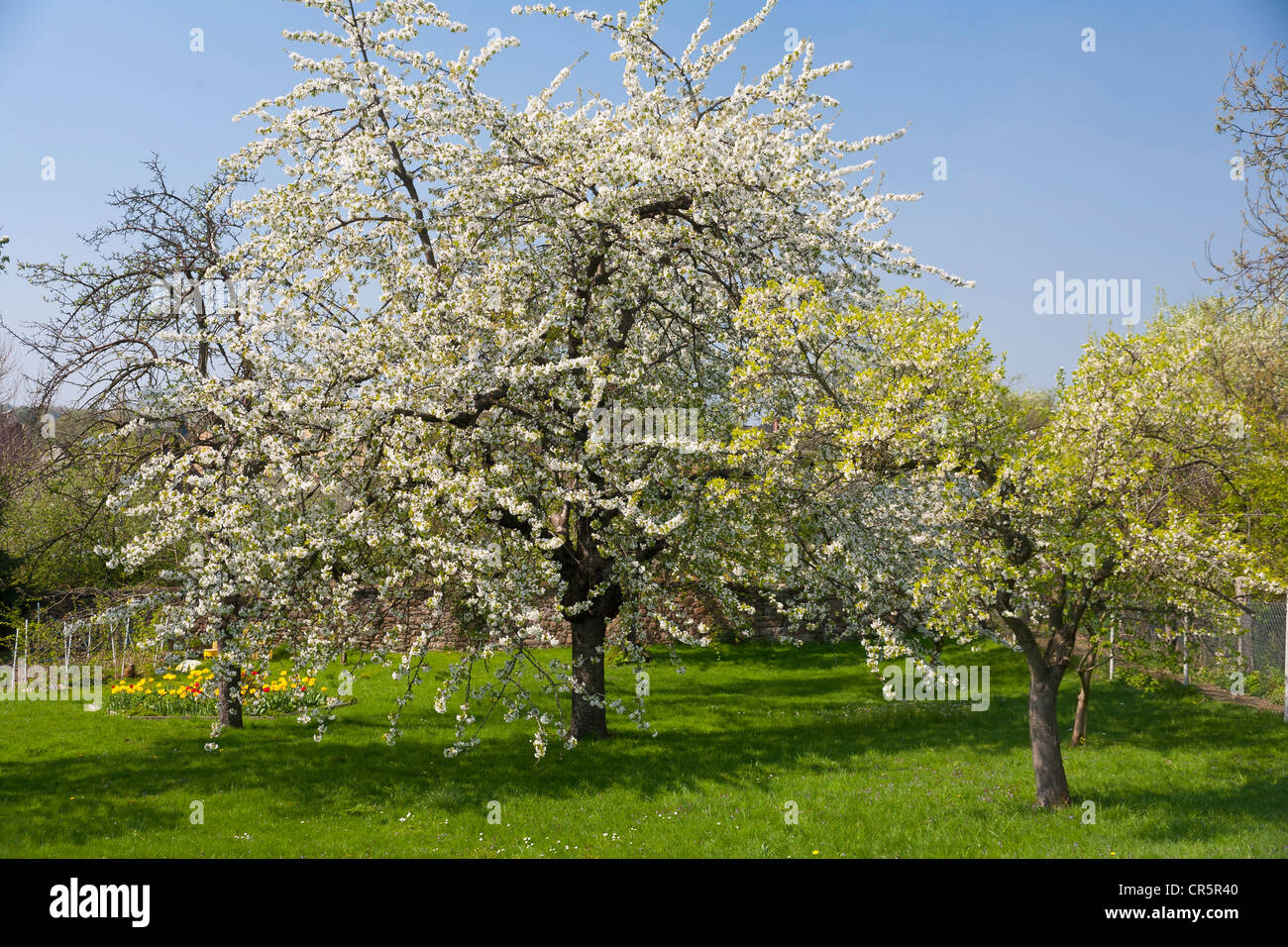 Garden in spring, fruit trees in blossom, cherry tree (Prunus sp.) and ...