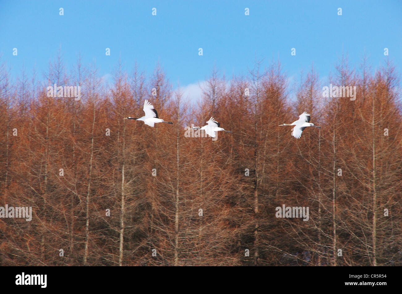 Japanese Cranes Flying Stock Photo - Alamy