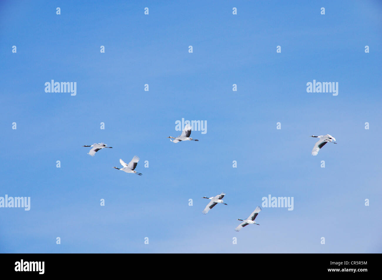 Japanese Cranes Flying Stock Photo - Alamy