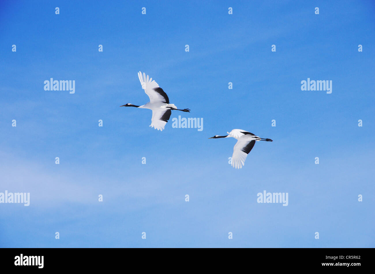 Japanese Cranes Flying Stock Photo - Alamy