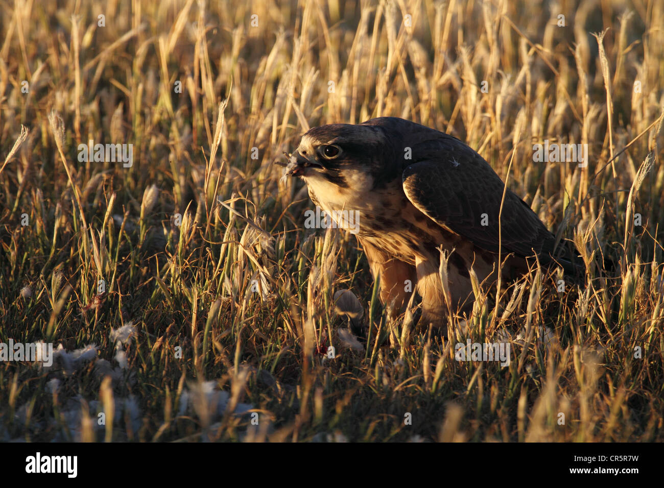 lanner falcon plucking feathers from a dove Stock Photo - Alamy