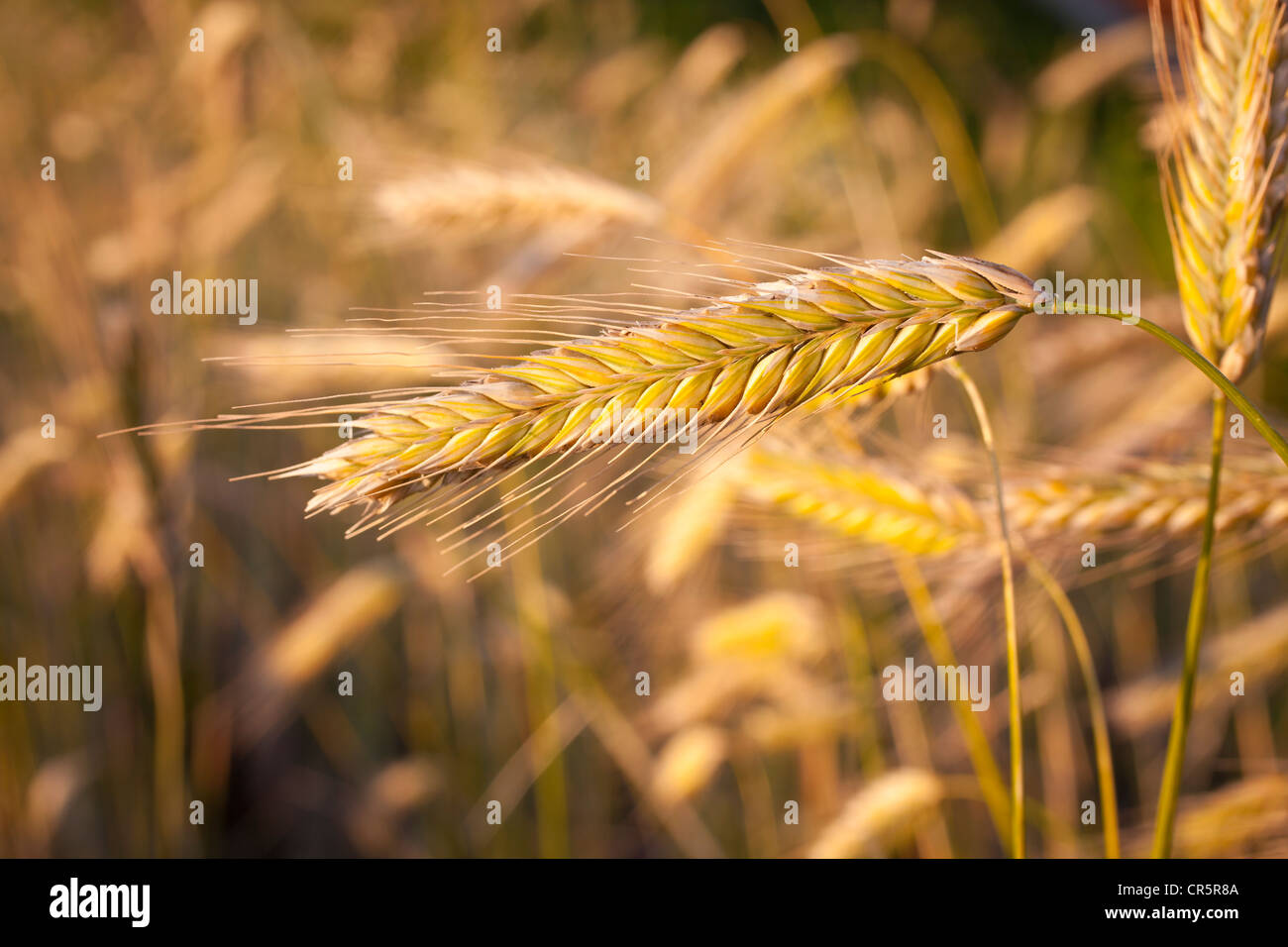 Ears of corn, rye (Secale cereale), corn field before maturity Stock ...