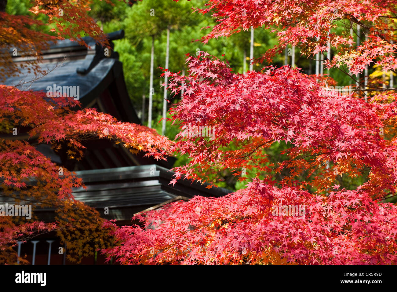 Japan, Honshu Island, Kinki Region, city of Kyoto, the Takao Mount ...