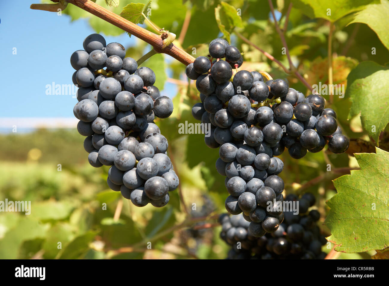 Regent variety of red grapes on the vine Stock Photo - Alamy