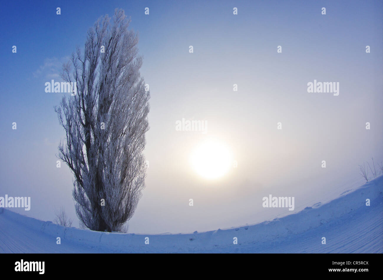 Sun and Tree In Winter Stock Photo - Alamy