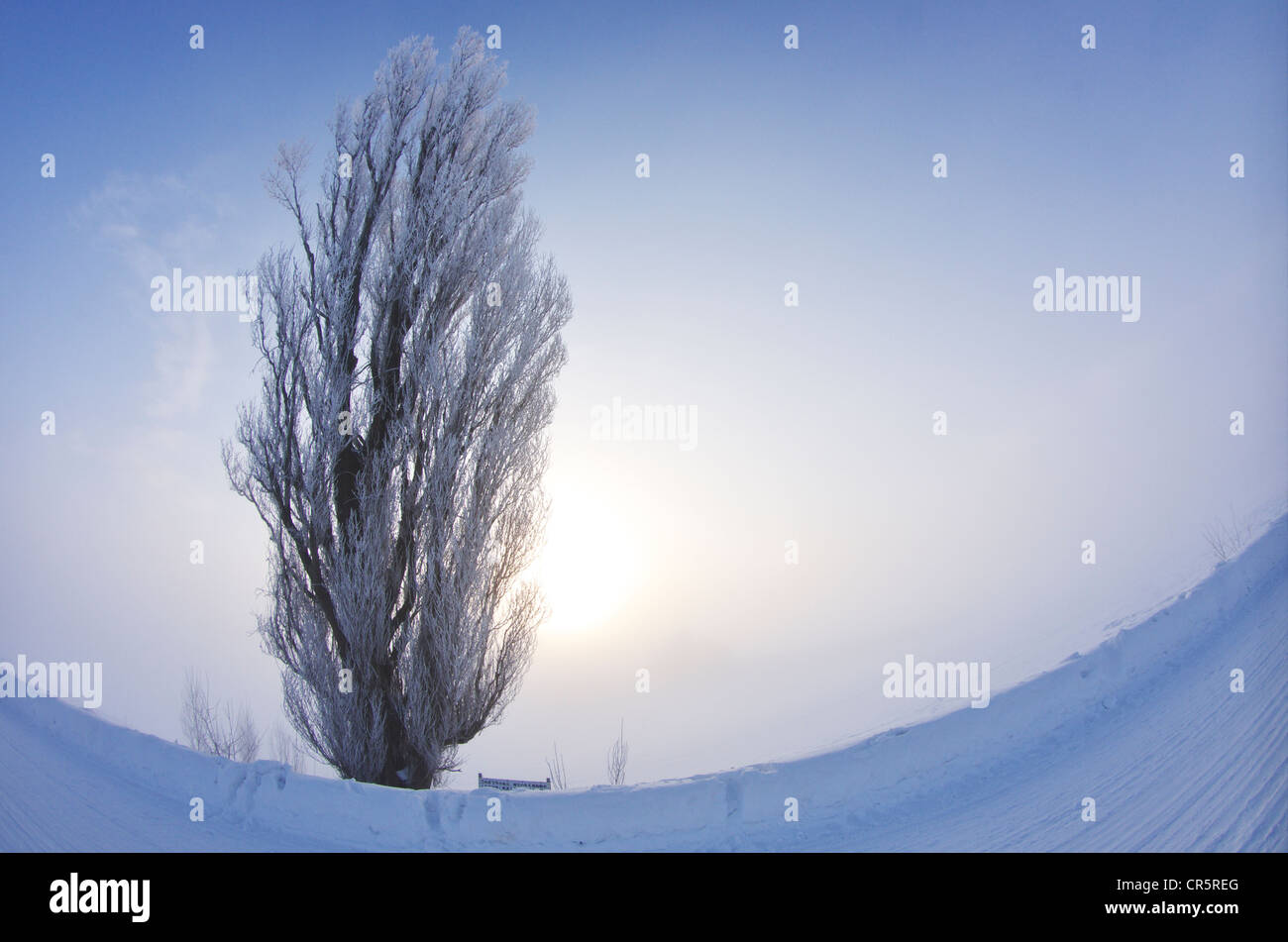 Sun and Tree In Winter Stock Photo - Alamy