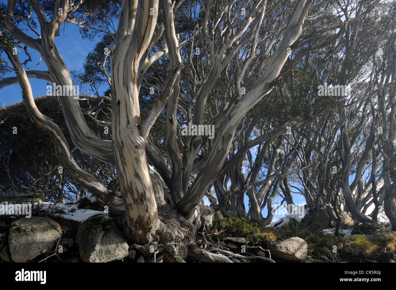 Snowgum grove on a spectacular winter's day, Kosciuszko National Park ...