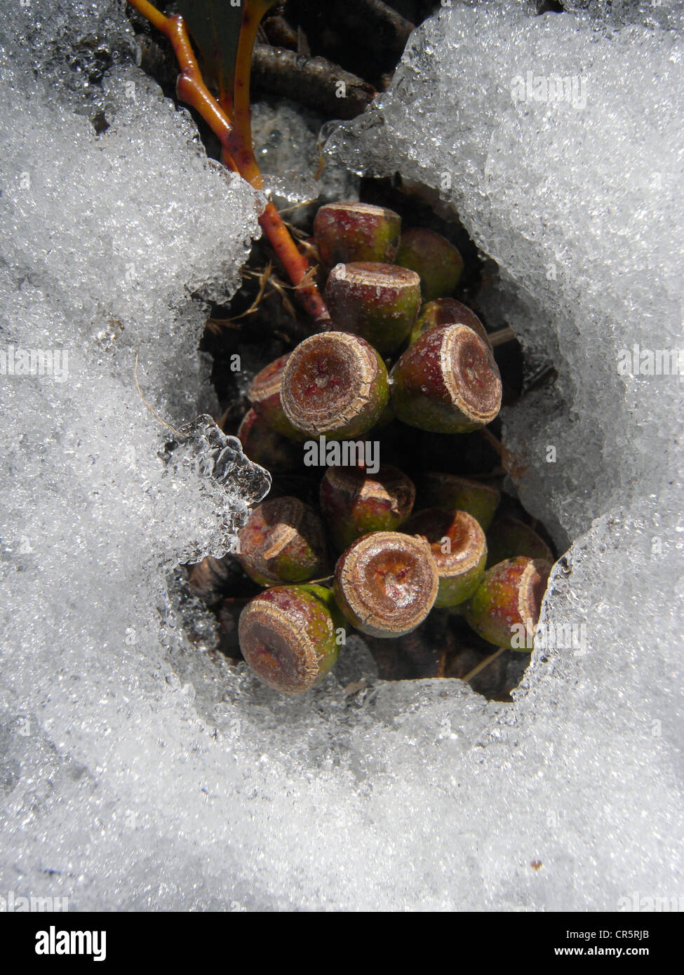 Snow gum tree trees High Resolution Stock Photography and Images - Alamy