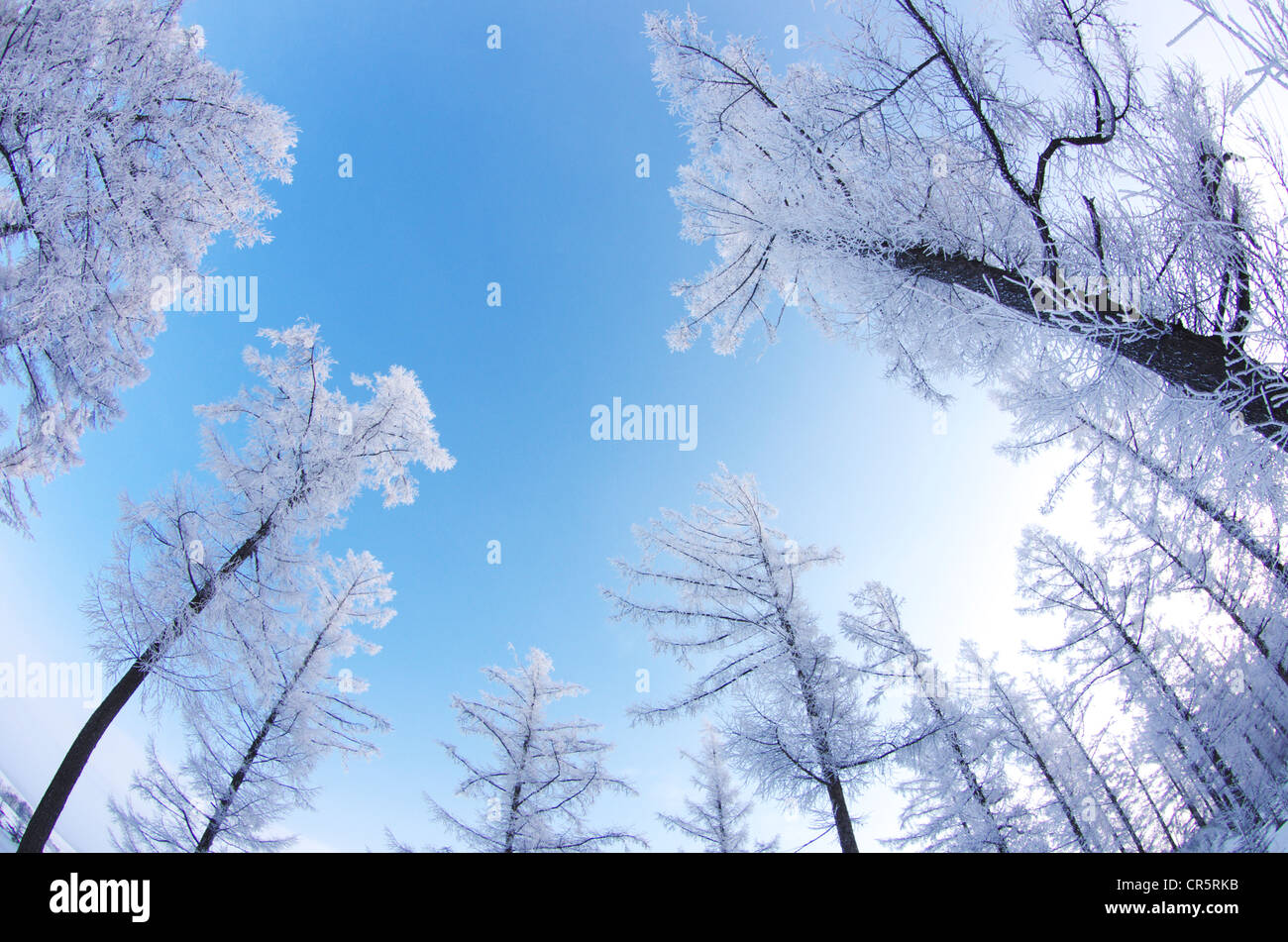 Trees Covered In Frost Stock Photo - Alamy