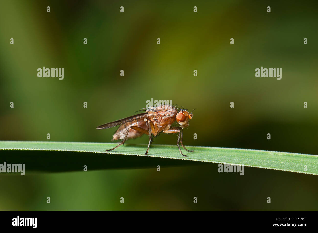 Suillia variegata hi-res stock photography and images - Alamy