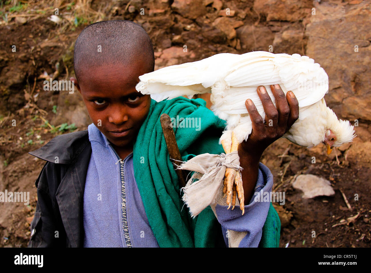 Boy with a chicken, market in Lalibela, Ethiopia, Africa Stock Photo ...