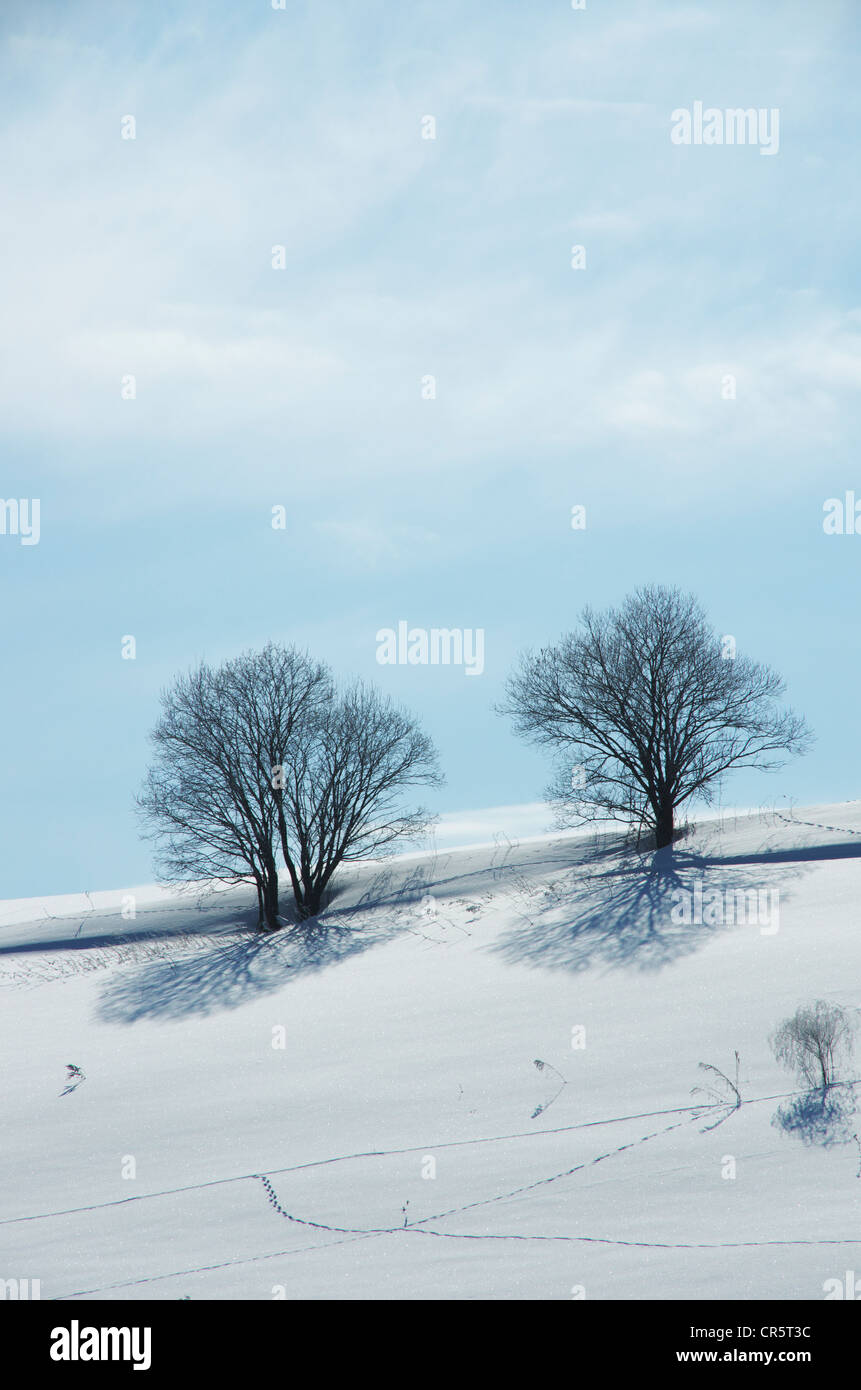 Two Bare Trees In Winter Landscape Stock Photo - Alamy
