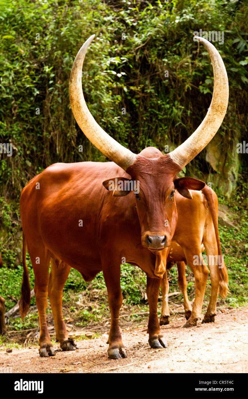 Cow bos taurus l hi-res stock photography and images - Alamy