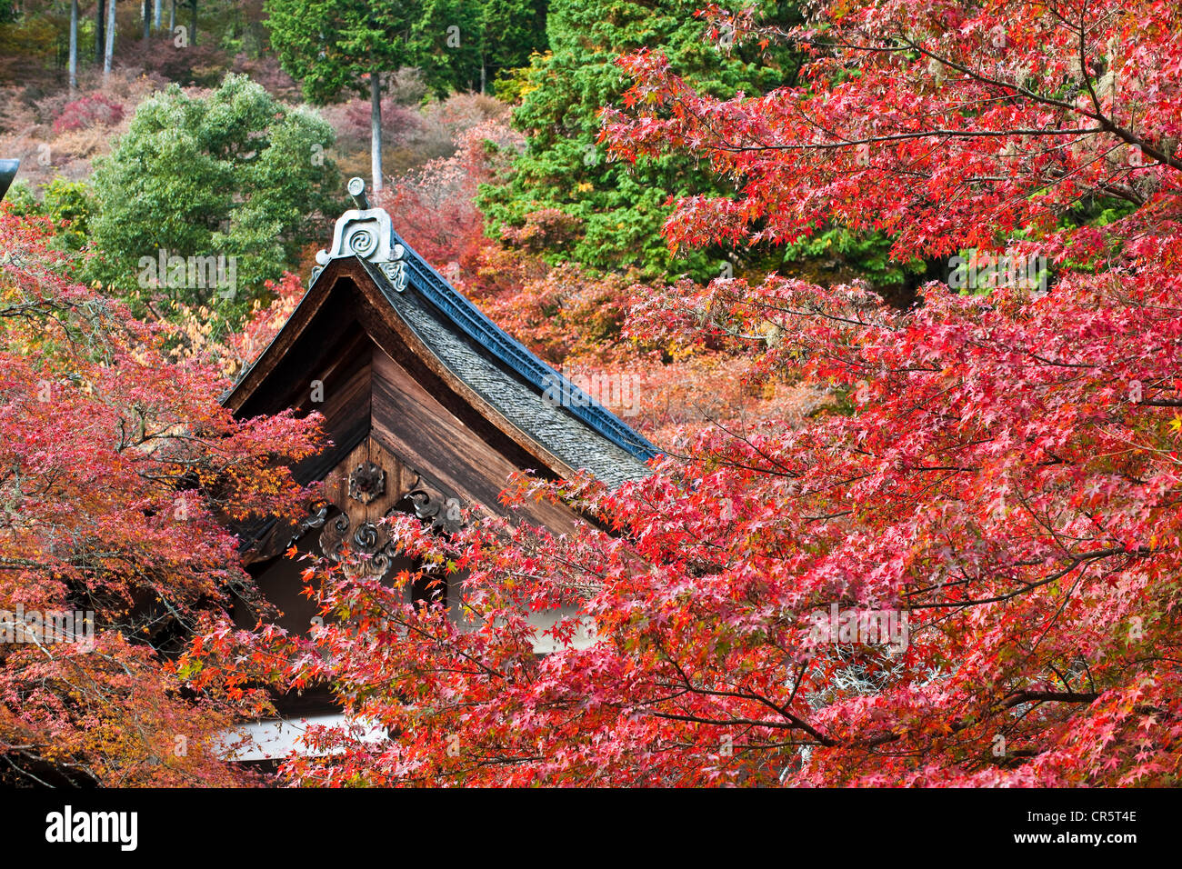 Saimyoji temple hi-res stock photography and images - Alamy