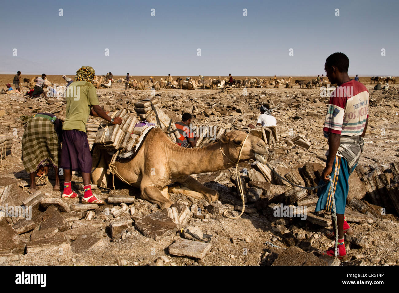 Afar workers loading a camel with salt blocks in the salt mines of ...