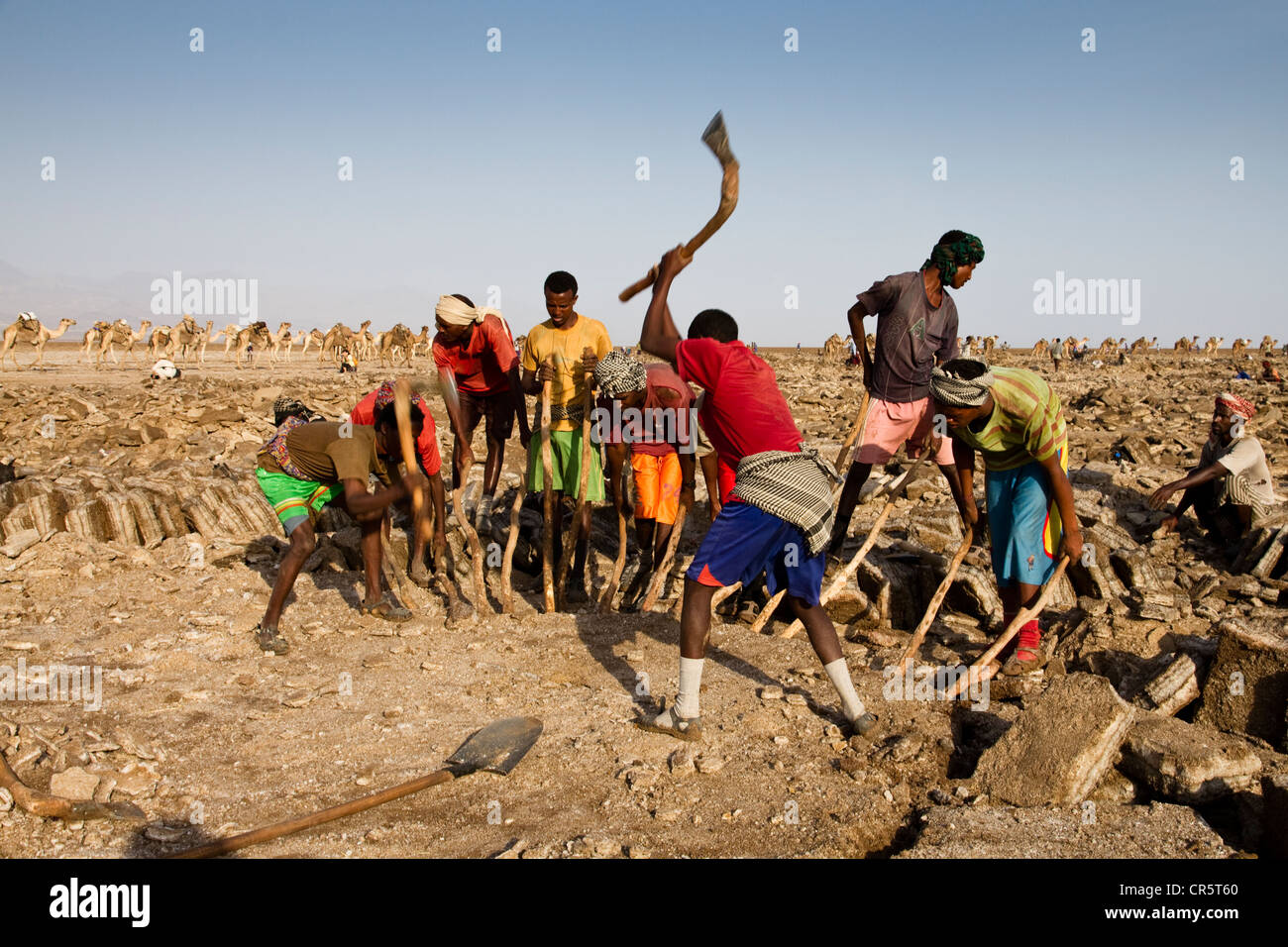 Afar workers and camel caravan at the salt mines of Dallol, Danakil ...