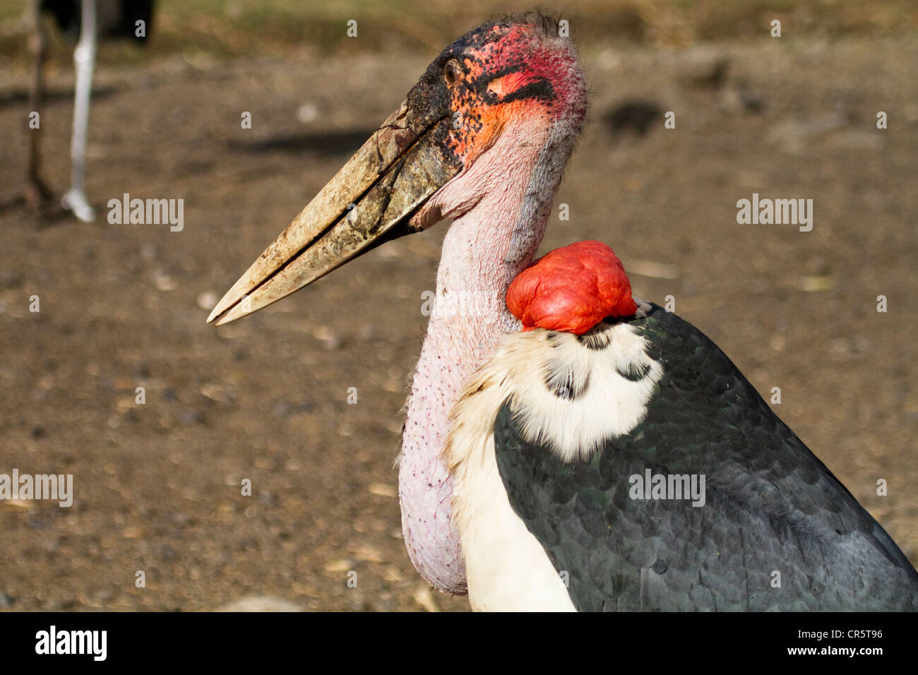 Marabou Stork (Leptoptilos Crumeniferus), Lake Langano, on the African ...