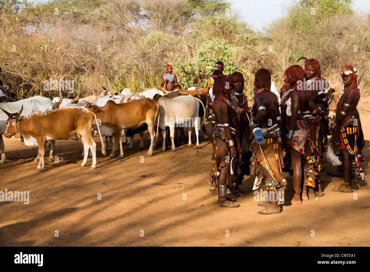 Cult bull hi-res stock photography and images - Alamy