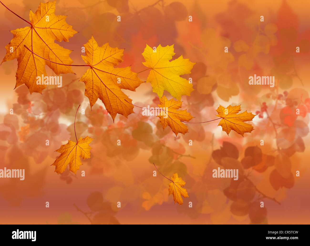 Unfocused picture of autumn leaves hi-res stock photography and images ...
