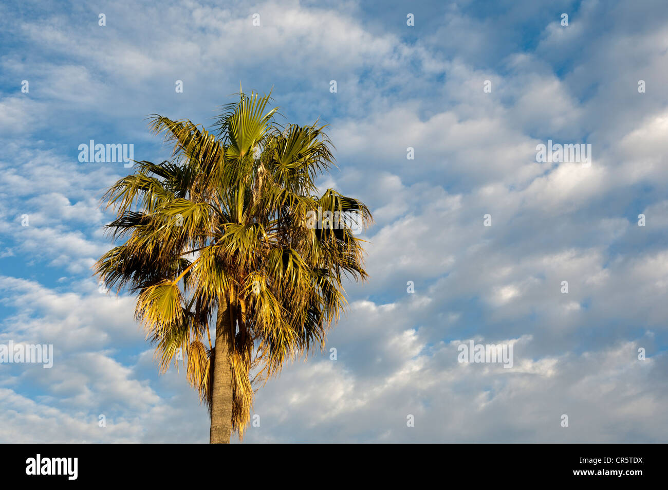 African palm tree cape town hi-res stock photography and images - Alamy
