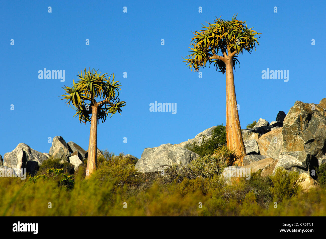 Giant Quiver Tree or Bastard Quiver Tree (Aloe pillansii), Namaqualand ...