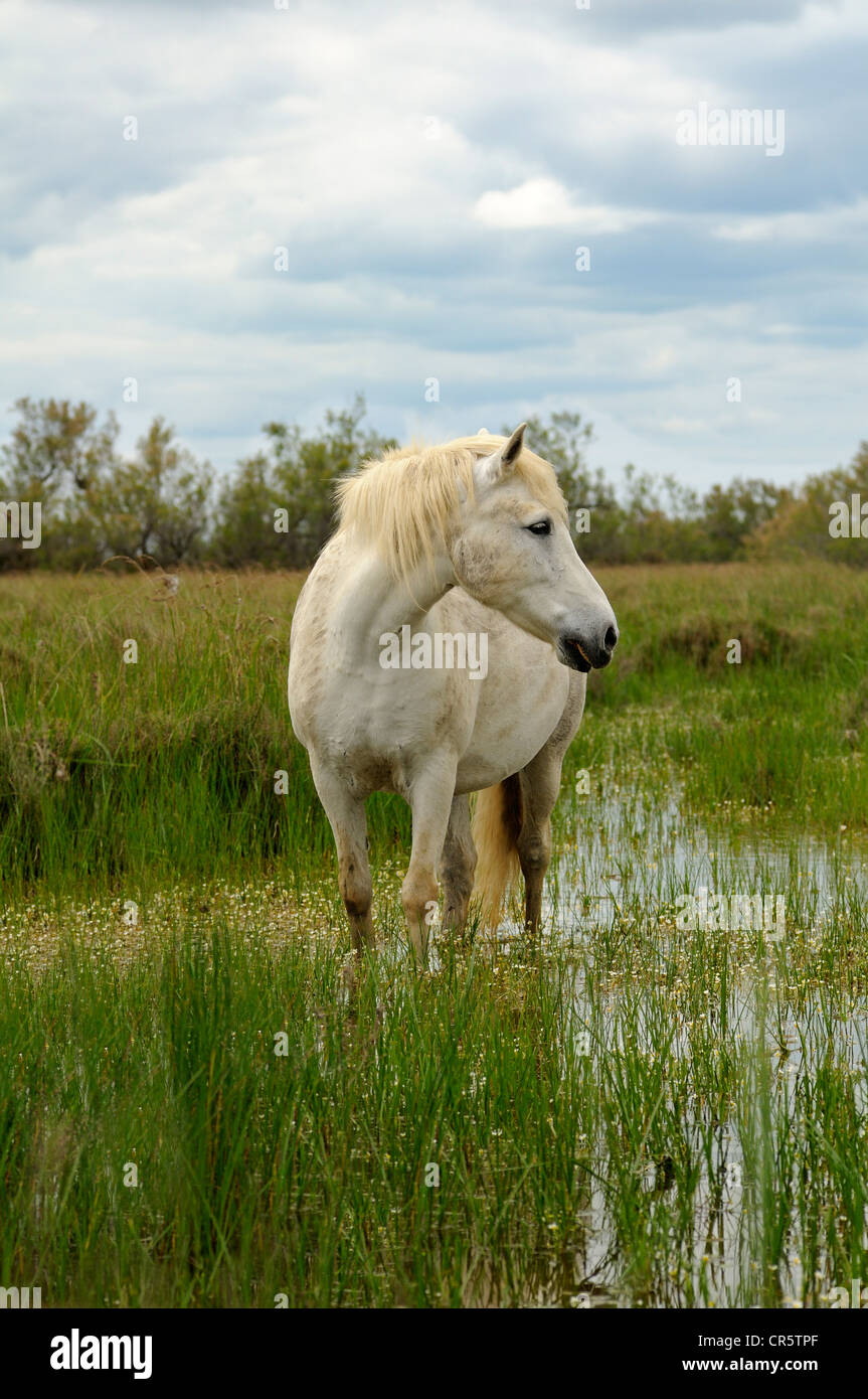 Camargue horses in a wetland, Camargue, France, Europe Stock Photo - Alamy
