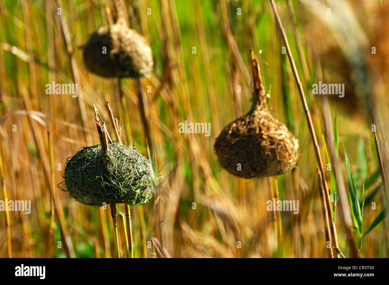 Orange Weaver (Ploceus aurantius), nests in the reeds, South Africa ...