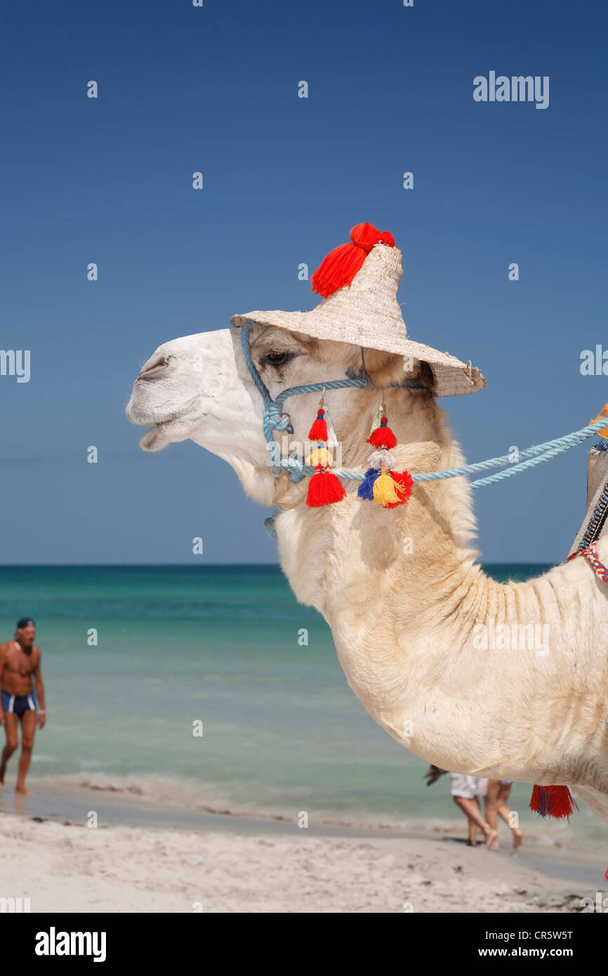 Beach on djerba island hi-res stock photography and images - Alamy