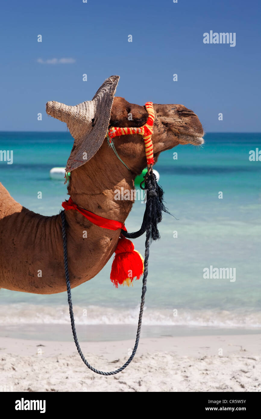 Beach on djerba island hi-res stock photography and images - Alamy