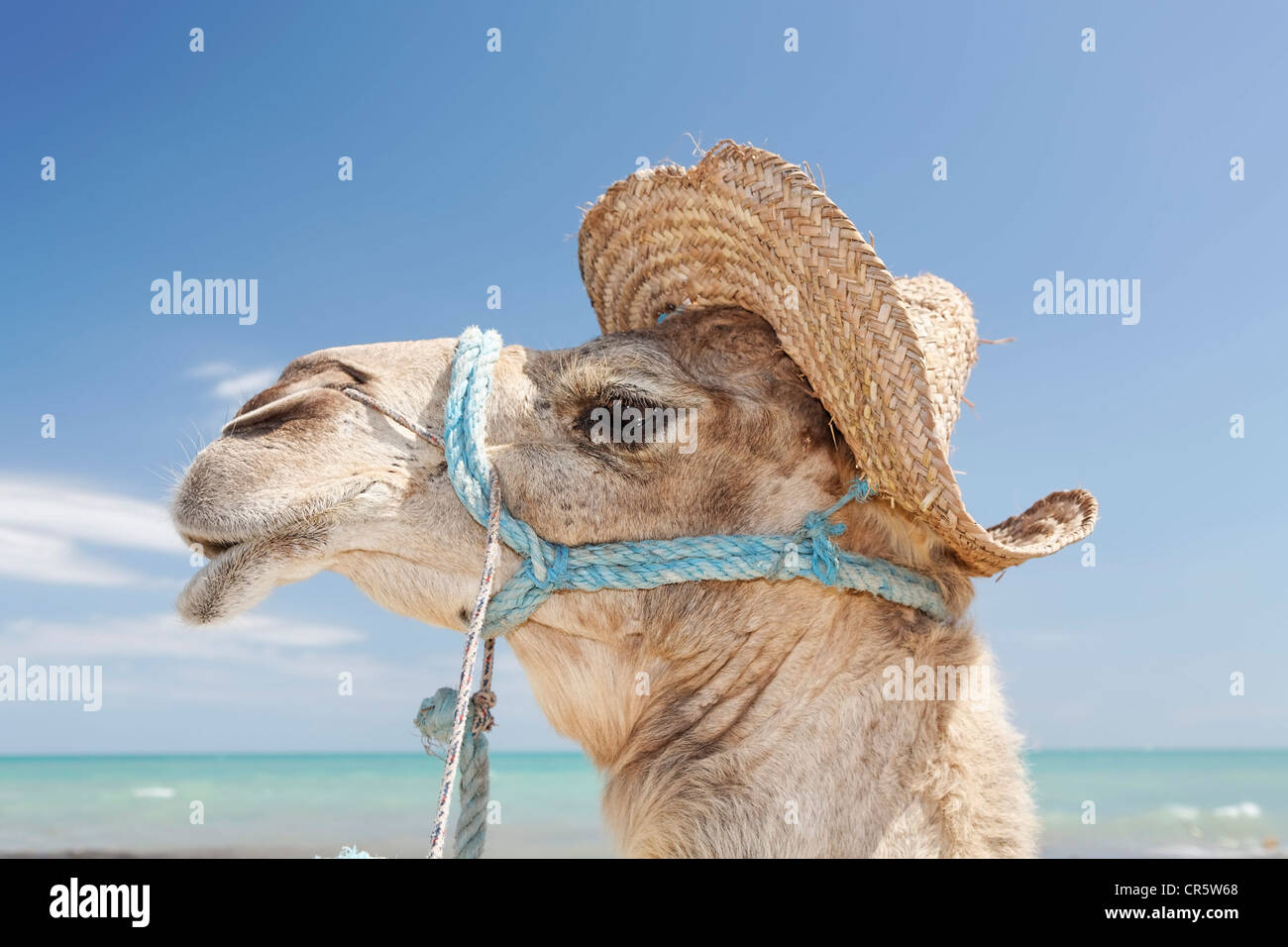 Camel wearing hat hi-res stock photography and images - Alamy
