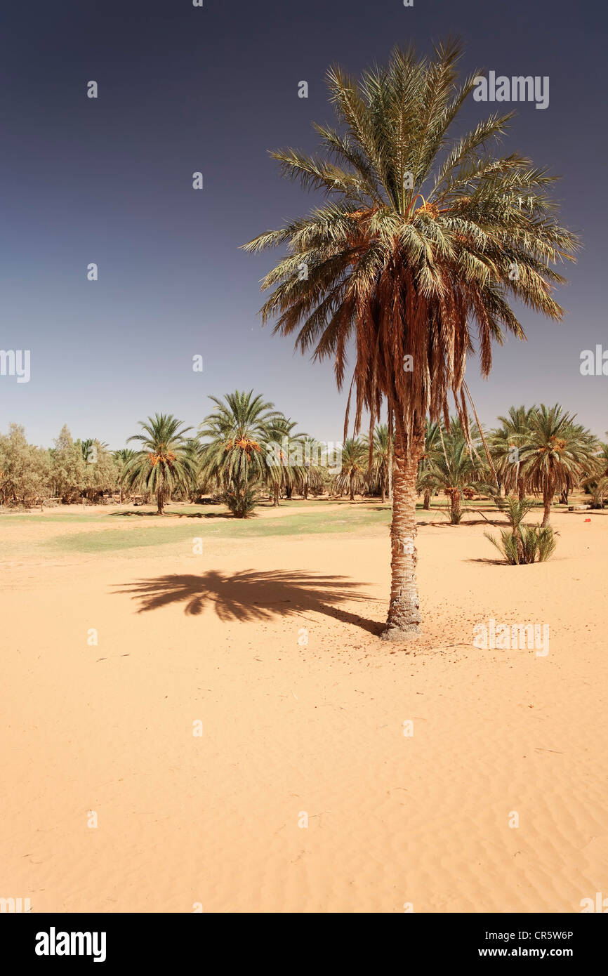 Date trees (Phoenix) in an oasis near Ksar Ghilane, Sahara, Tunisia ...